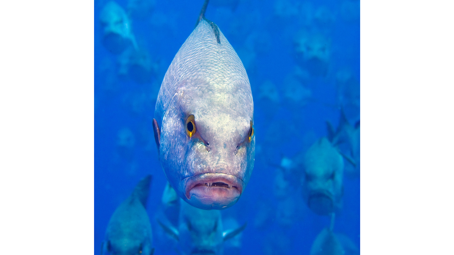 Wildlife Photographer of the Year 2005. Winners of Competition by ...